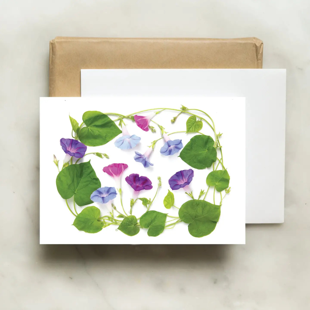 Morning Glory Colors Card – beryl